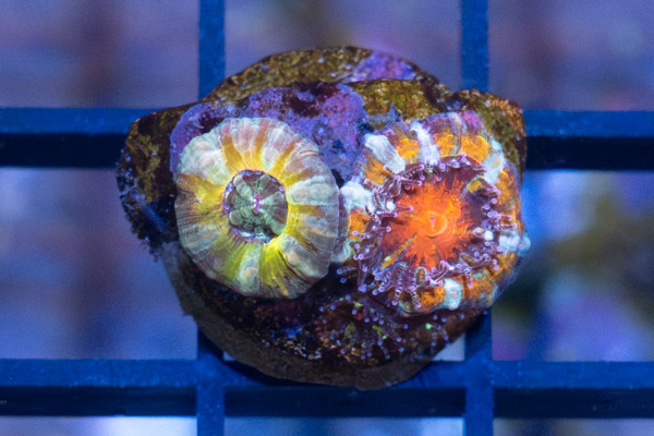 Acan Lord, Three Color "Captive Breed"