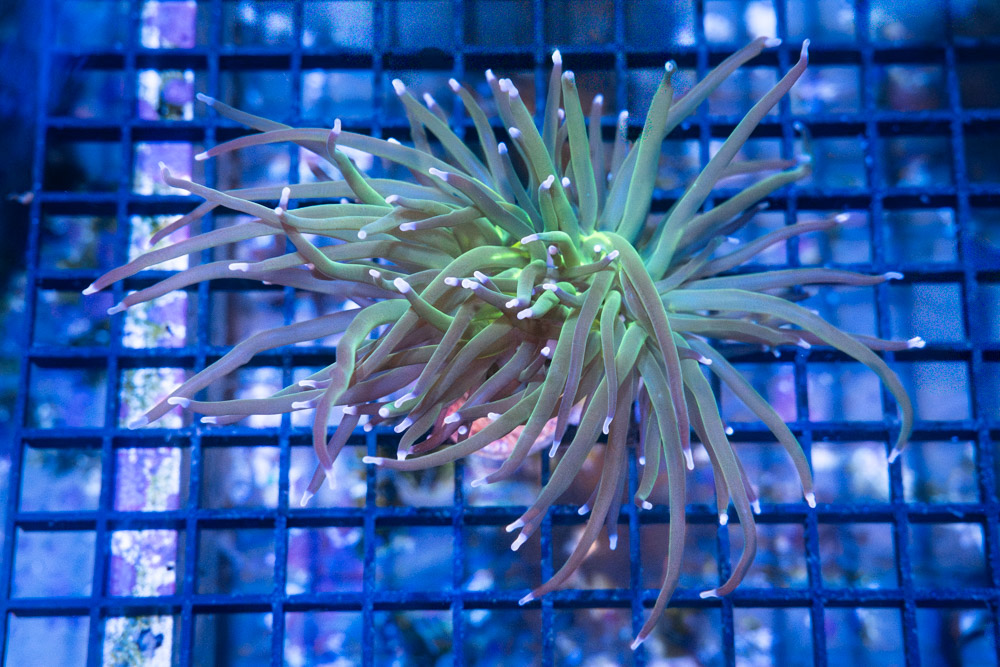 Saltwater Fish - Coral - Invertebrates - Aquariums - Tanks