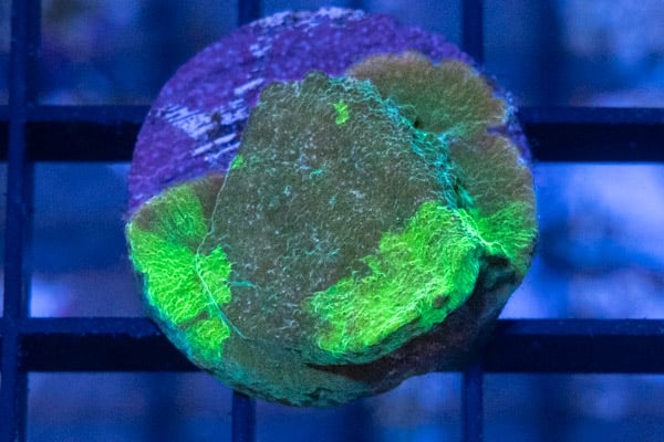 Montipora Ultra.