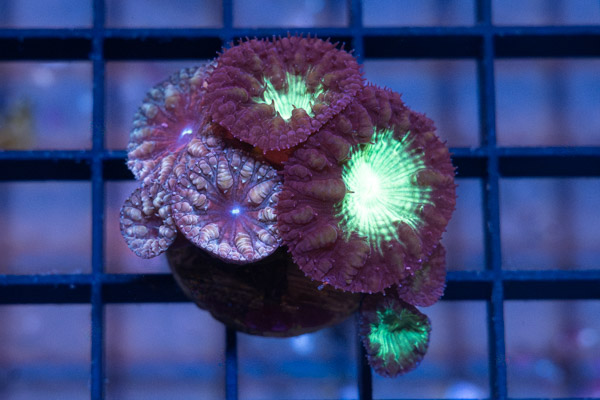 Blastomussa Merleti Ultra